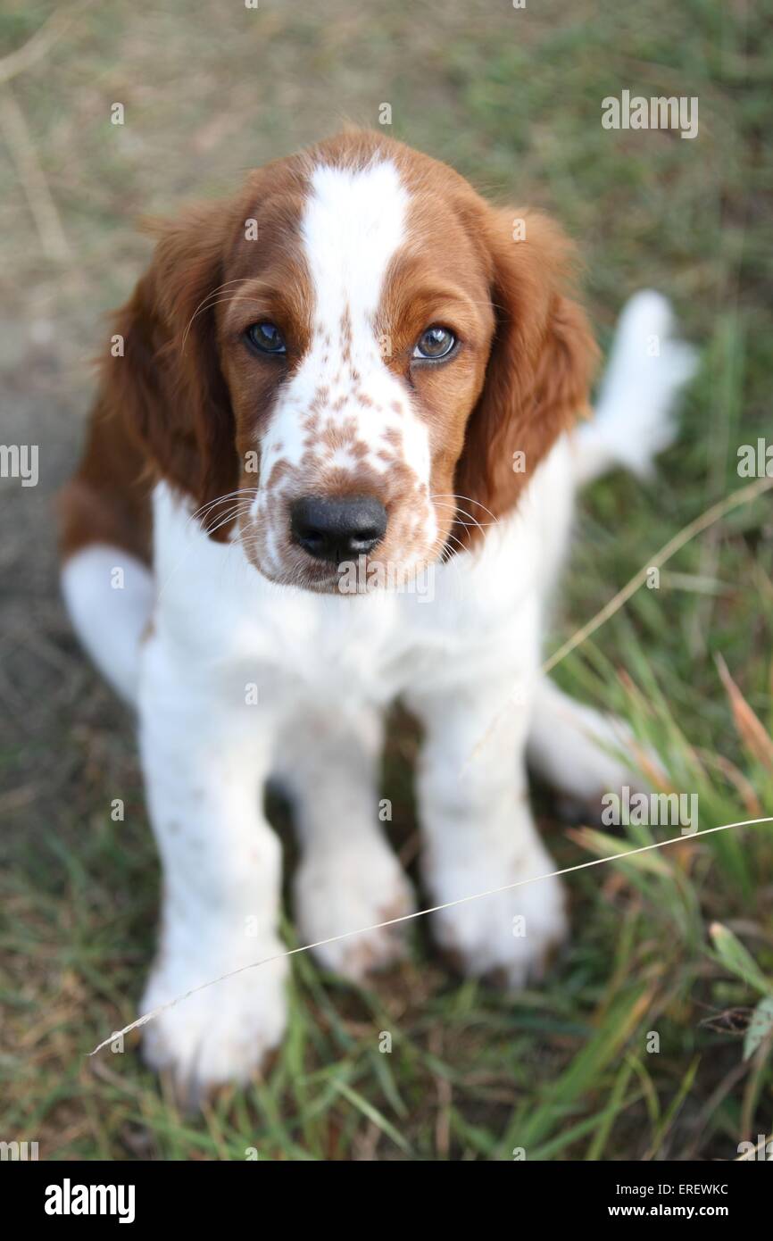 Cucciolo di cane springer spaniel immagini e fotografie stock ad alta ...