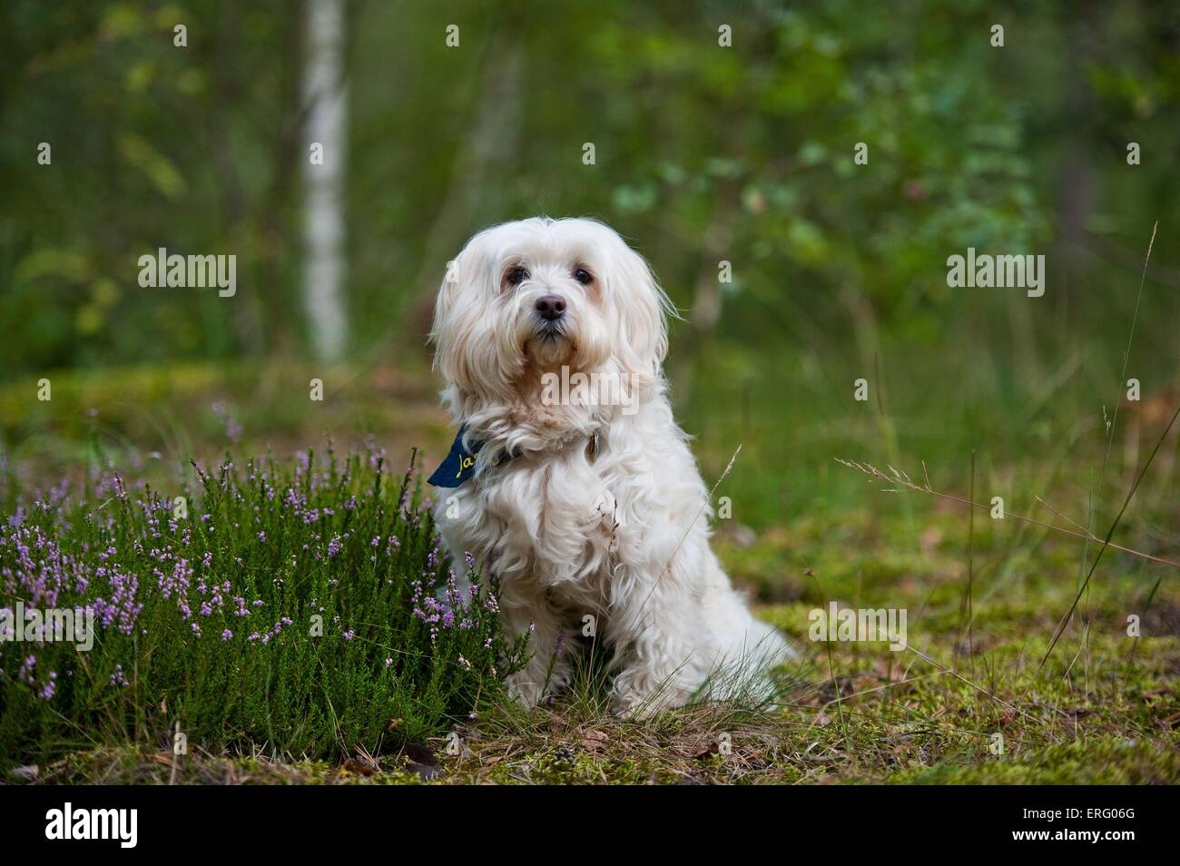 Leone petit chien immagini e fotografie stock ad alta risoluzione - Alamy