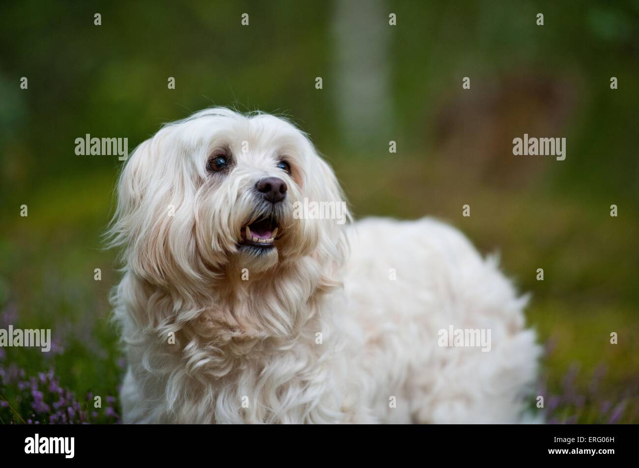 Leone petit chien immagini e fotografie stock ad alta risoluzione - Alamy