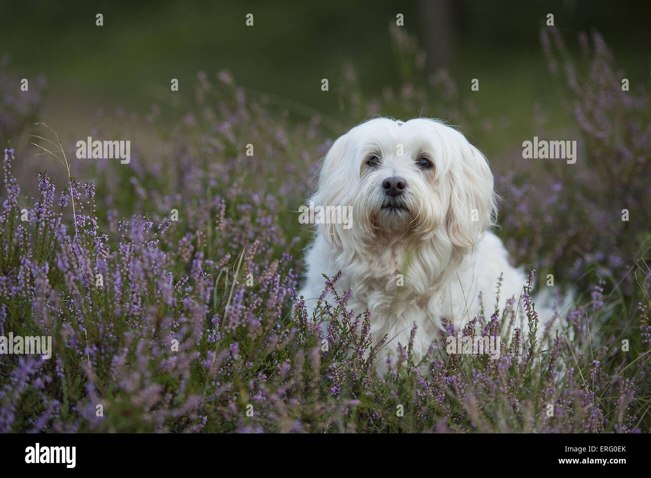 Leone petit chien immagini e fotografie stock ad alta risoluzione - Alamy