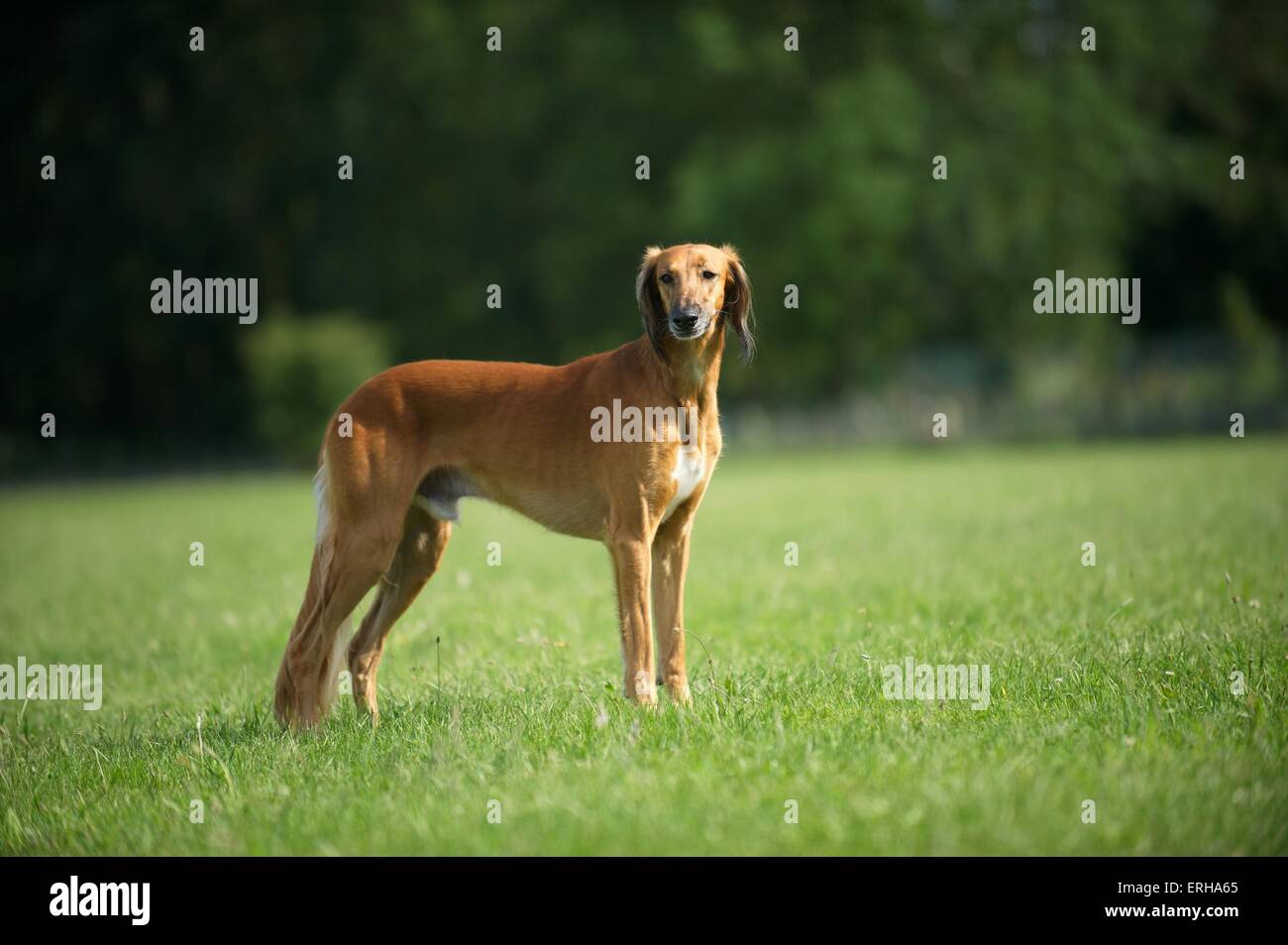 Levriero a pelo lungo immagini e fotografie stock ad alta risoluzione ...
