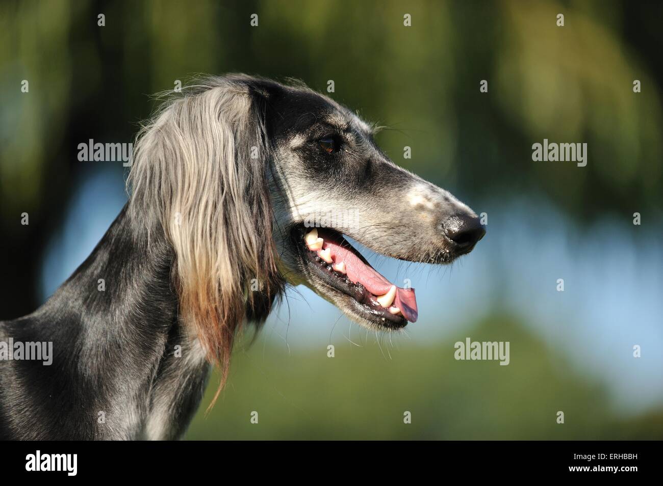 Levriero a pelo lungo immagini e fotografie stock ad alta risoluzione ...