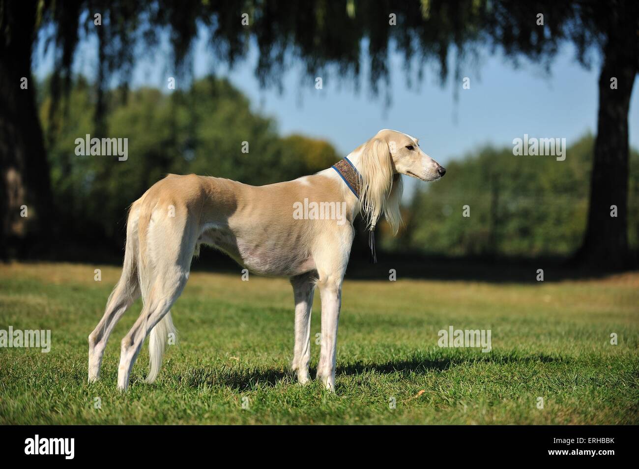 Levriero a pelo lungo immagini e fotografie stock ad alta risoluzione ...