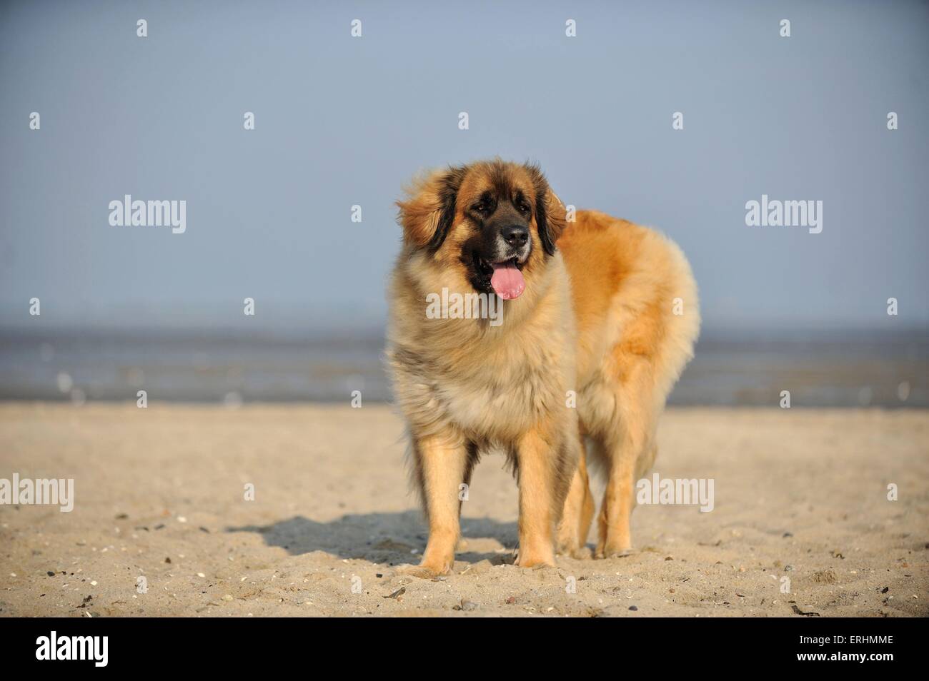 Large leonberger dog immagini e fotografie stock ad alta risoluzione ...