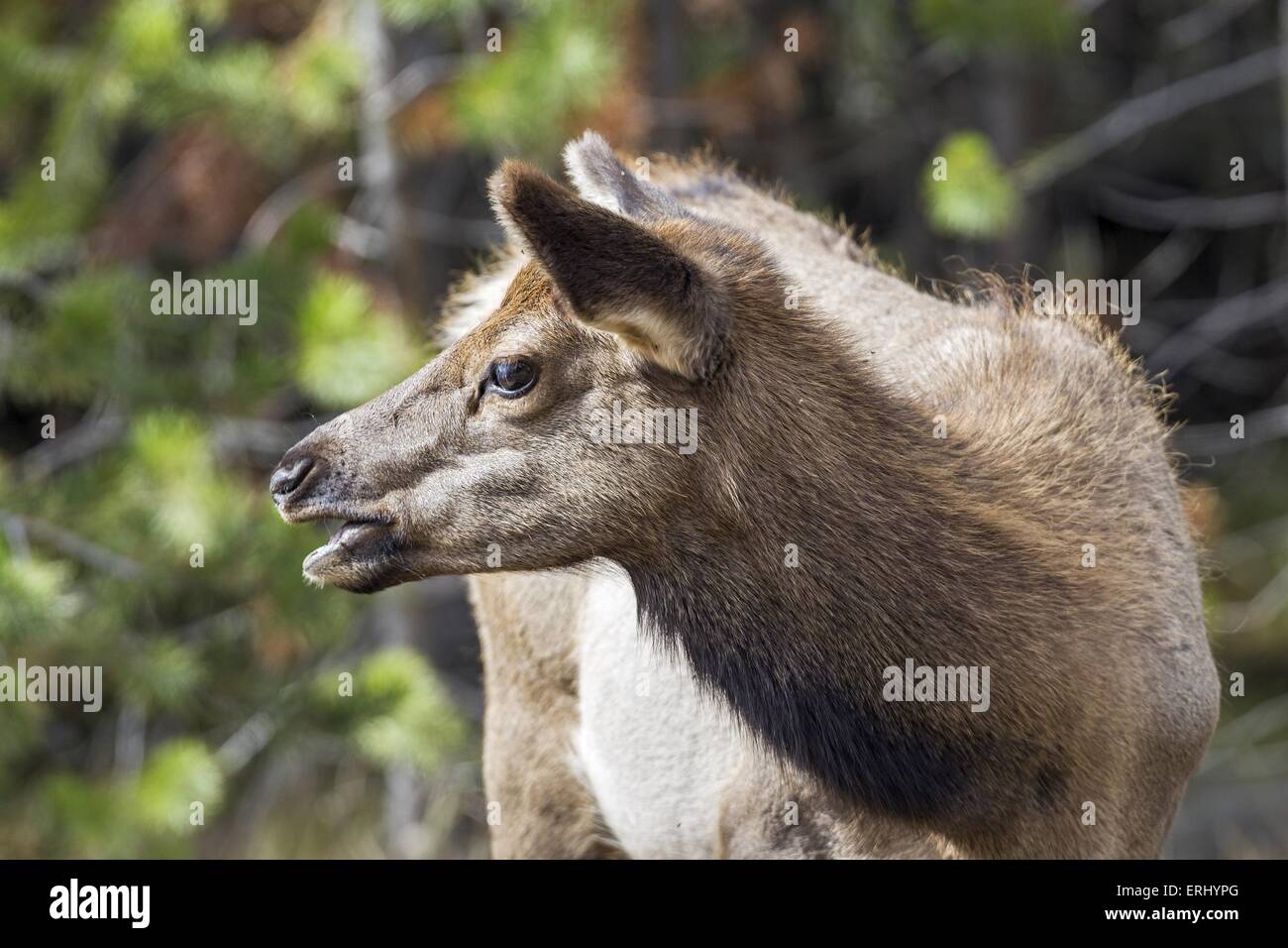 Testa di un alce femmina immagini e fotografie stock ad alta ...
