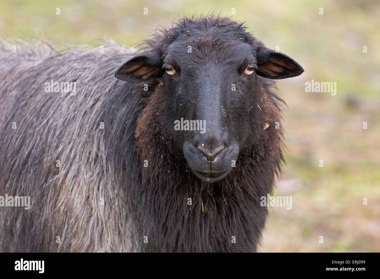 Brughiera tedesca immagini e fotografie stock ad alta risoluzione - Alamy