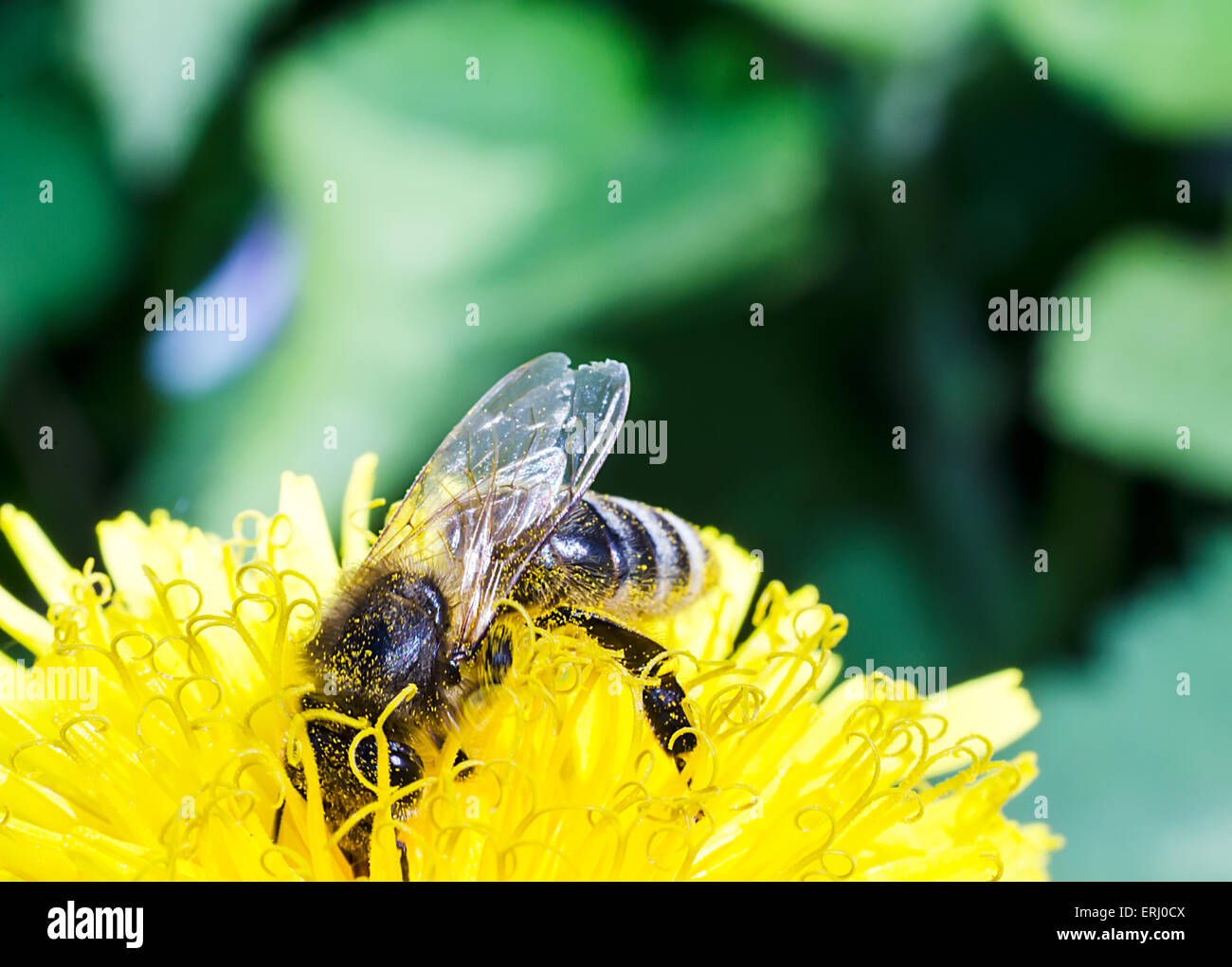 Bombo ape insetto dente di leone immagini e fotografie stock ad alta ...
