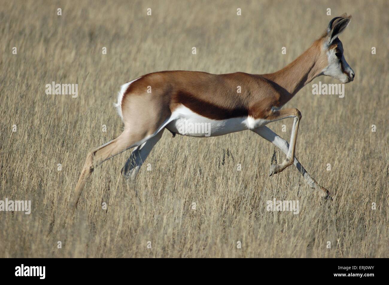 La gazzella salta immagini e fotografie stock ad alta risoluzione - Alamy