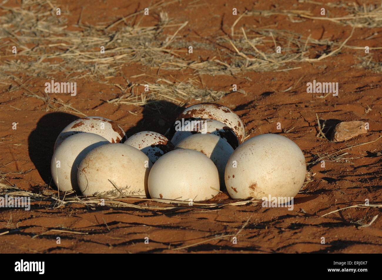 Uova di struzzo immagini e fotografie stock ad alta risoluzione - Alamy