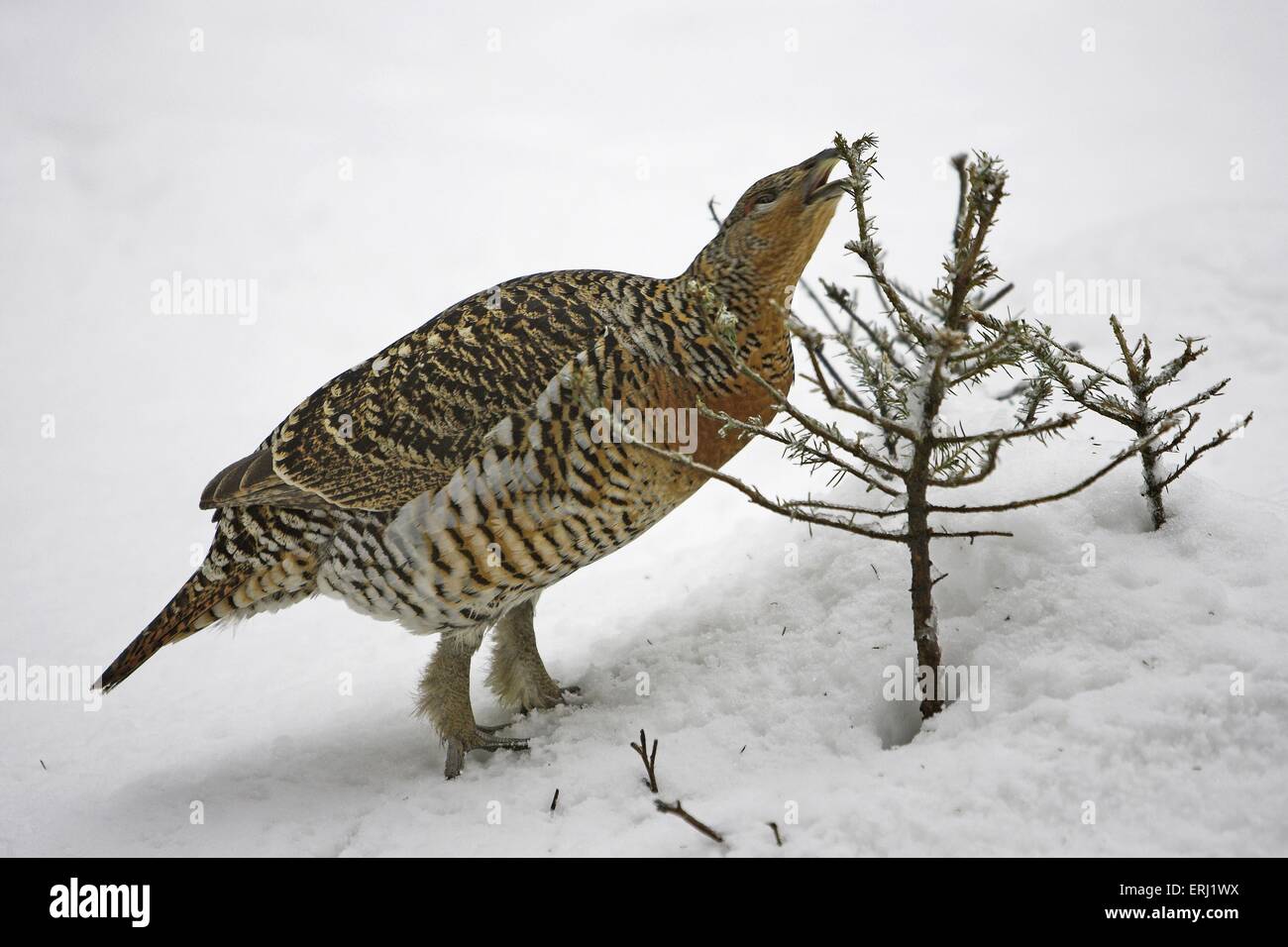 Comportamento da gallo cedrone immagini e fotografie stock ad alta ...