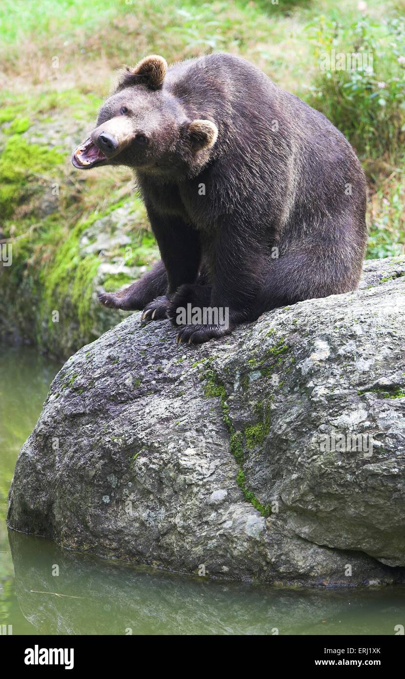 Orsi d'acqua orso marino immagini e fotografie stock ad alta ...