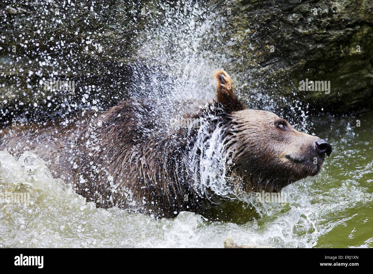 Orsi d'acqua orso marino immagini e fotografie stock ad alta ...