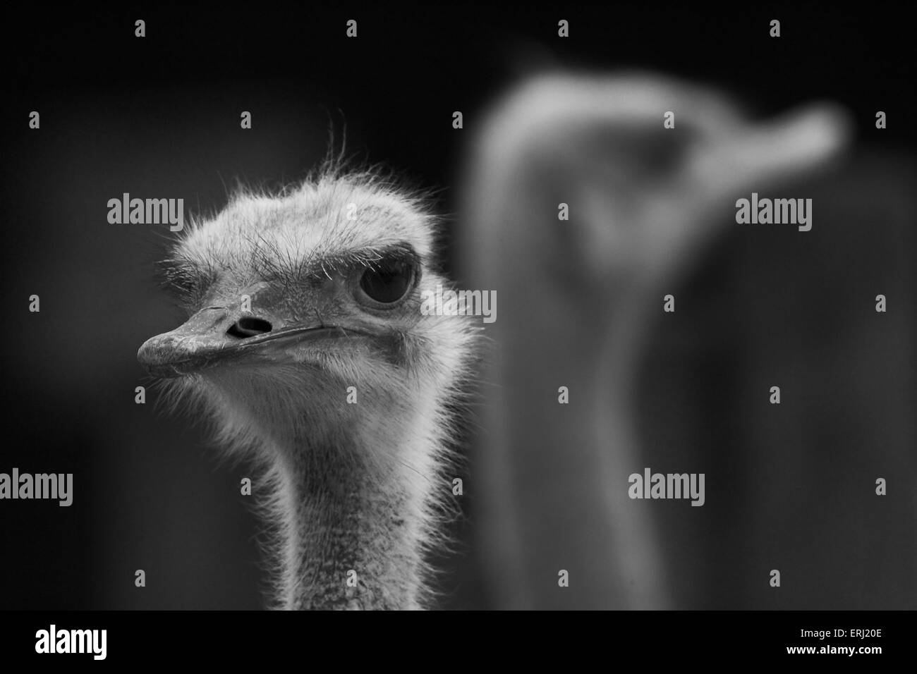 Due uccelli di struzzo Foto e Immagini Stock in Bianco e Nero - Alamy