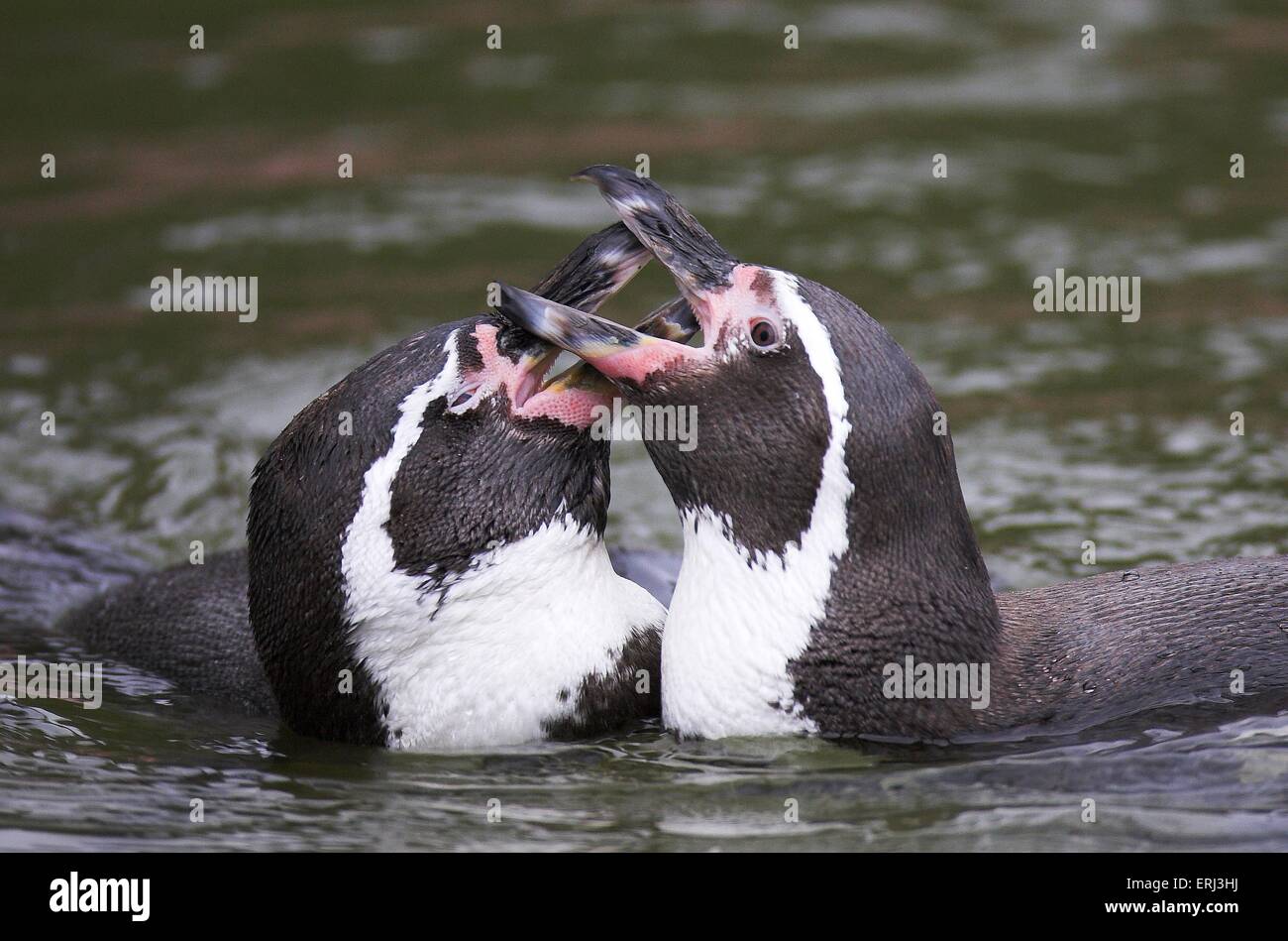 Pinguino amore uccelli immagini e fotografie stock ad alta risoluzione ...