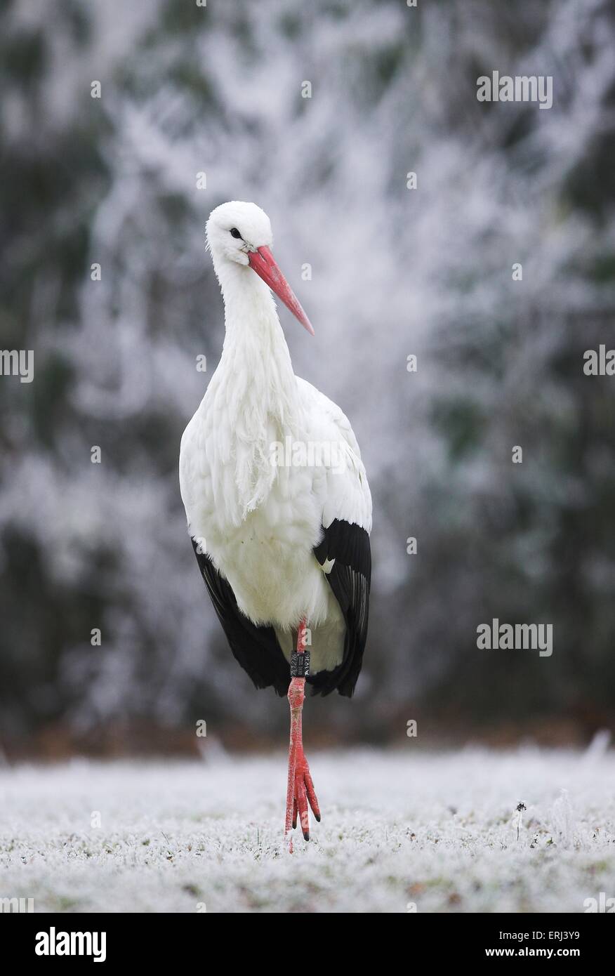 Inverno cicogna bianca immagini e fotografie stock ad alta risoluzione ...