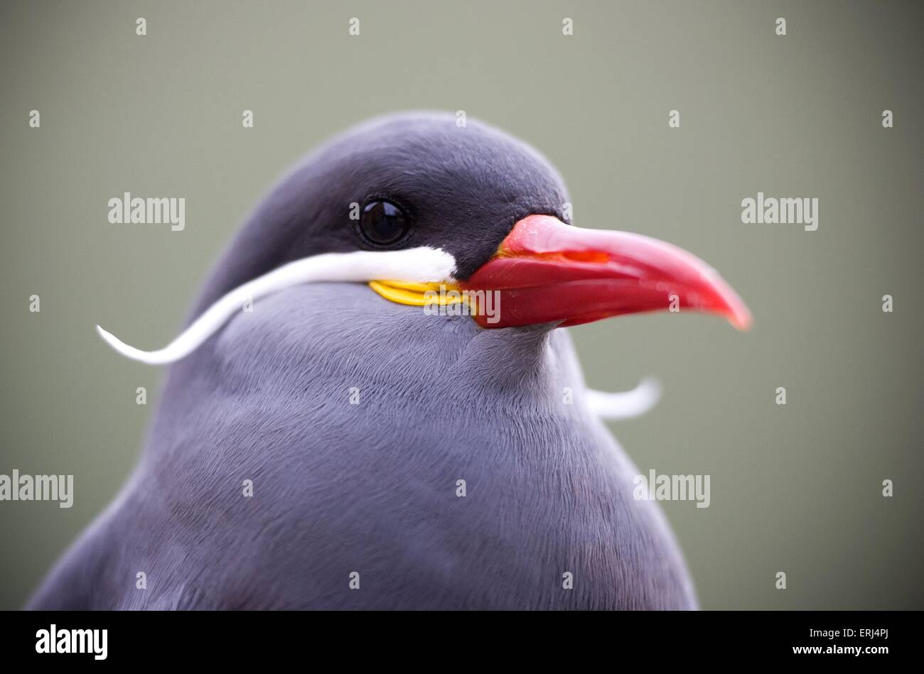 Inca sterna larosterna inca immagini e fotografie stock ad alta ...