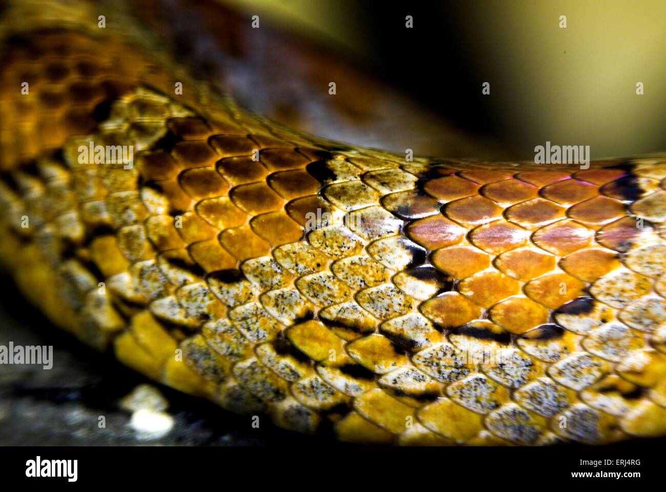 Animali animali rettili rettili serpente serpenti serpenti serpenti ...