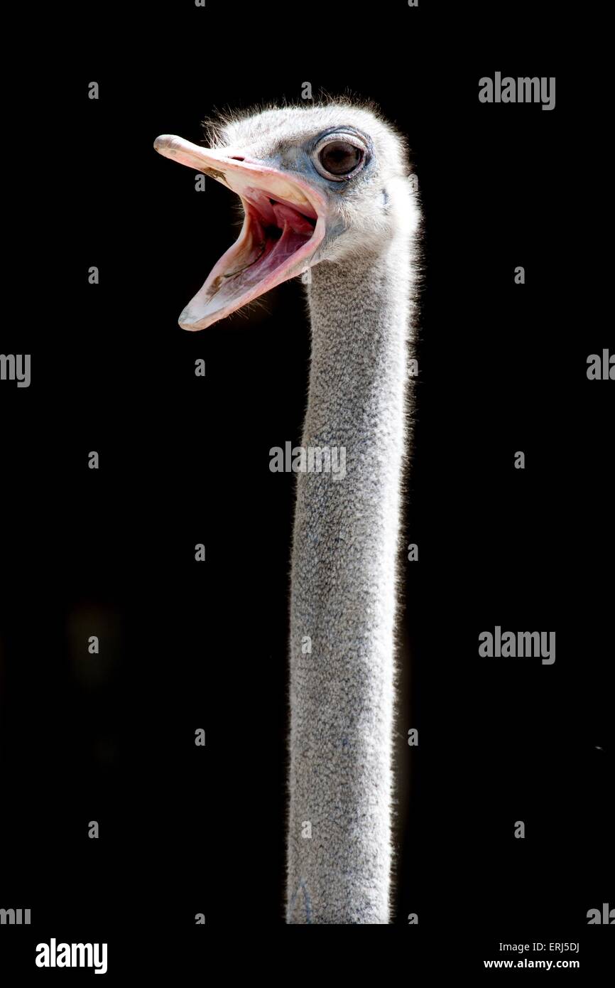 Teste di struzzo immagini e fotografie stock ad alta risoluzione - Alamy