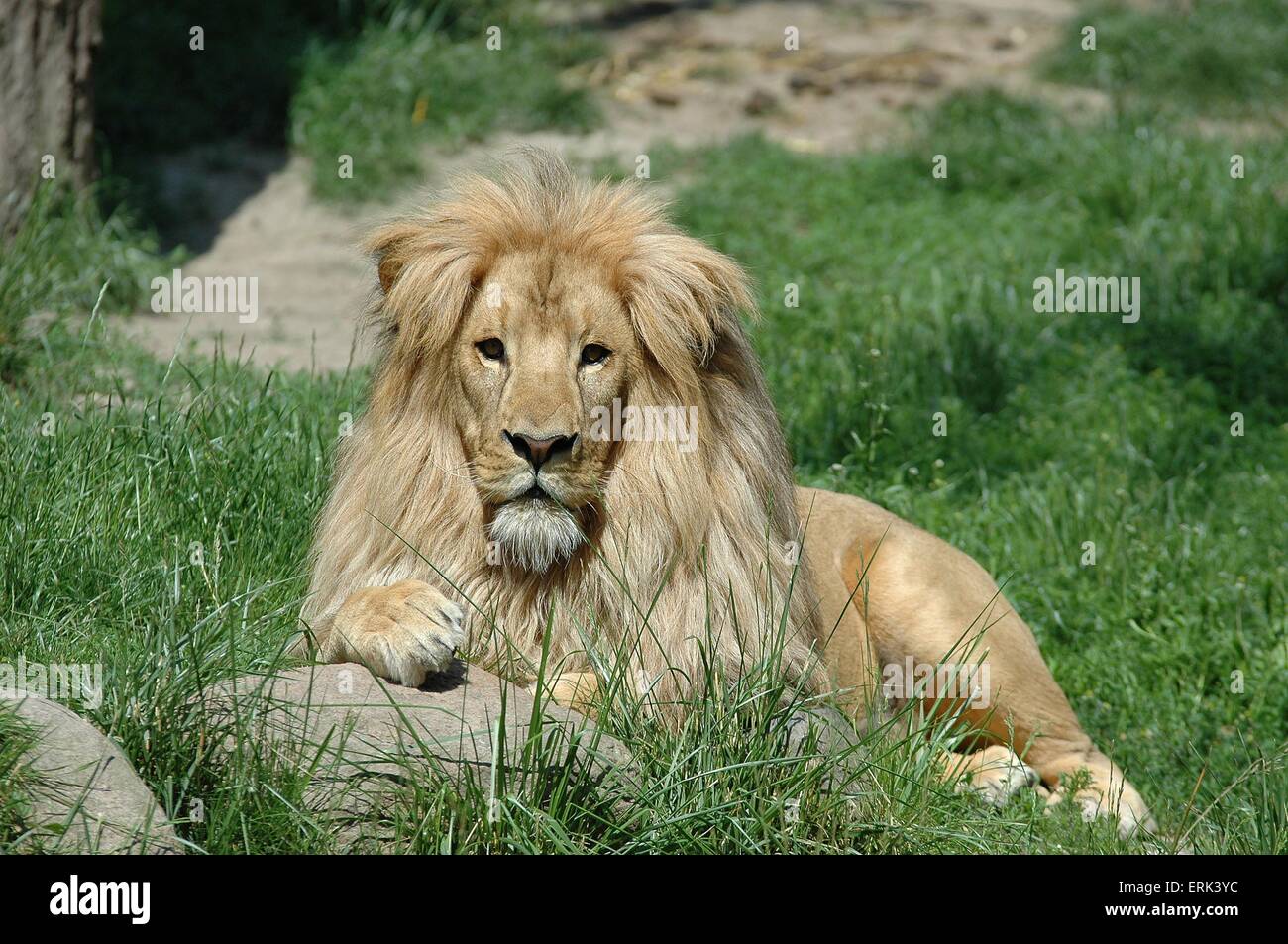 Preda leone adulto immagini e fotografie stock ad alta risoluzione - Alamy