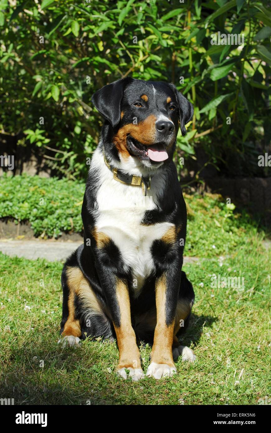 Prato del cane di montagna di appenzell immagini e fotografie stock ad ...
