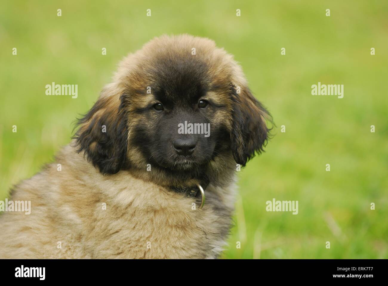 Leonberger dog immagini e fotografie stock ad alta risoluzione - Alamy