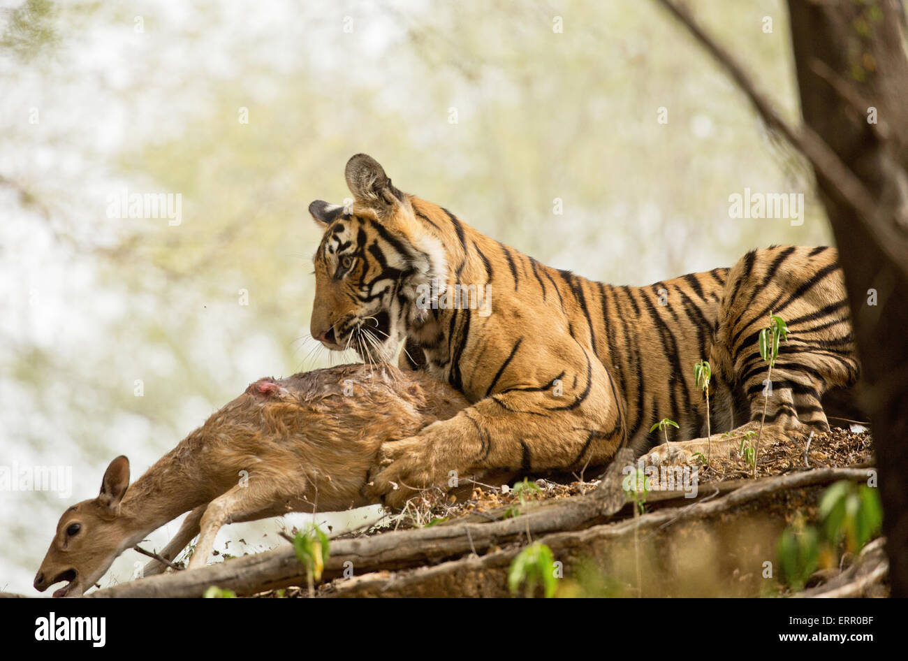Cervo del bengala immagini e fotografie stock ad alta risoluzione - Alamy