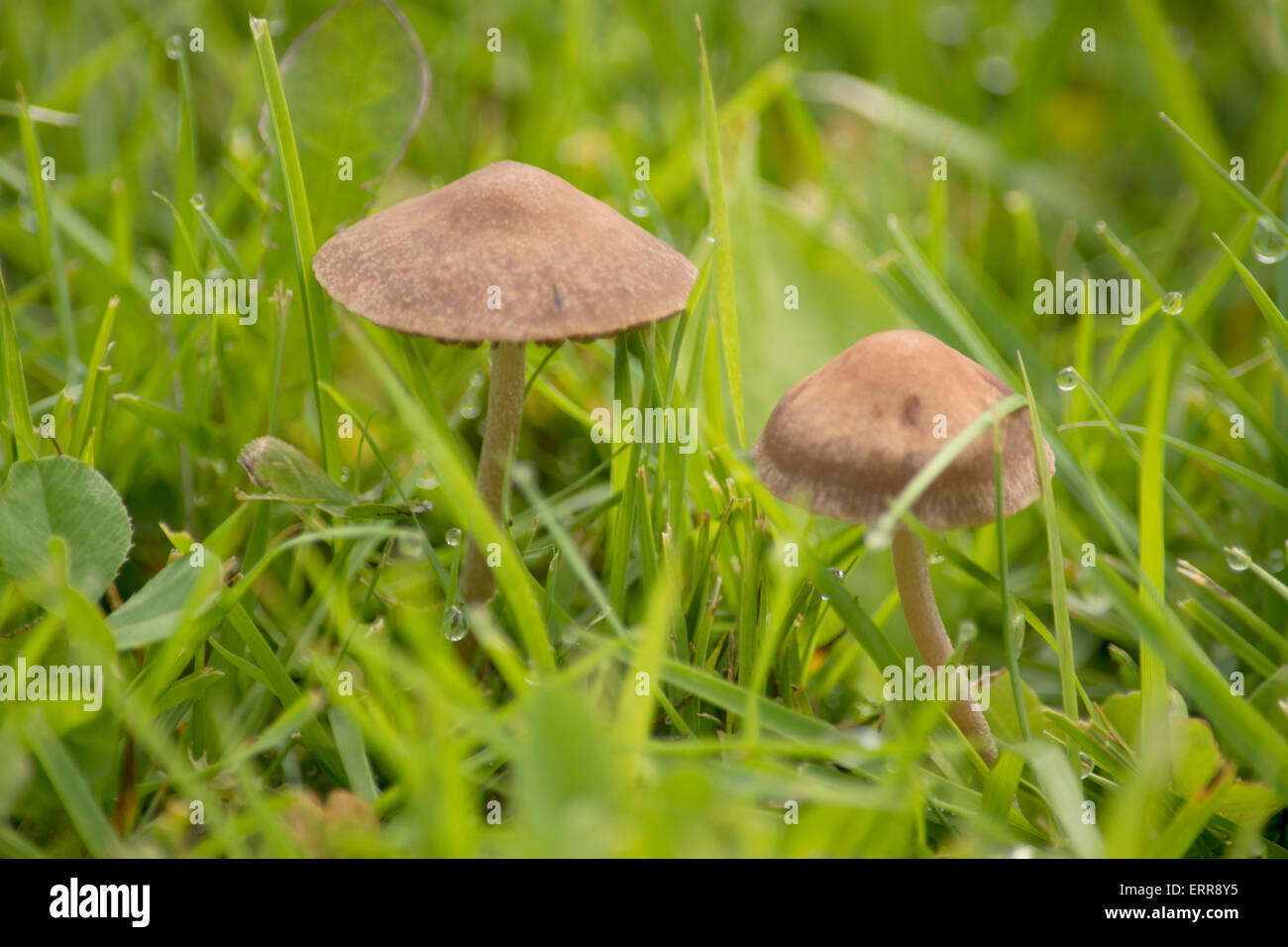 Impianto di funghi immagini e fotografie stock ad alta risoluzione - Alamy
