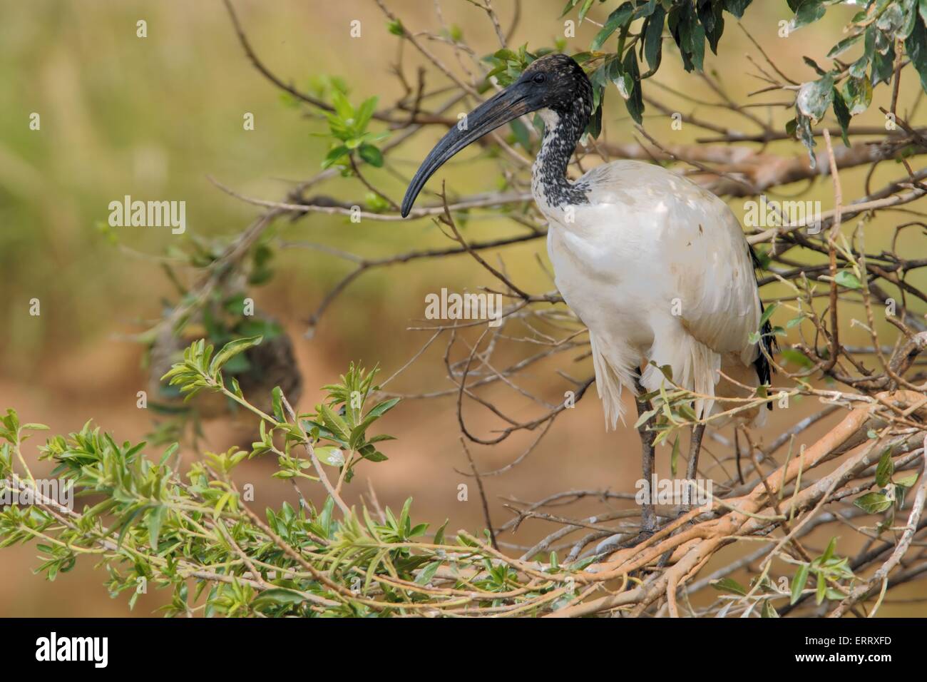 Sacro ibis threskiornis aethiopicus adulto immagini e fotografie stock ...