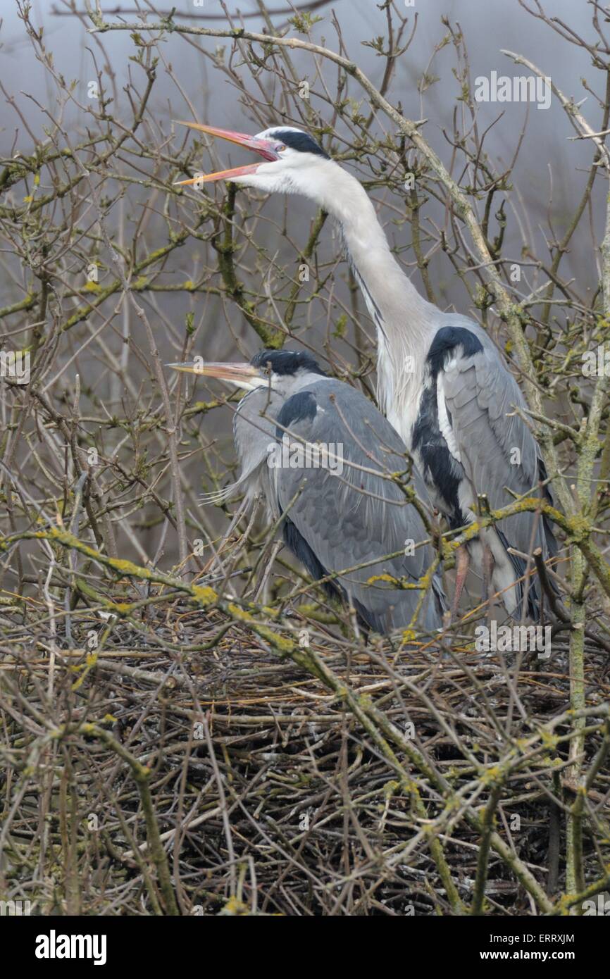 Aironi cenerini immagini e fotografie stock ad alta risoluzione - Alamy
