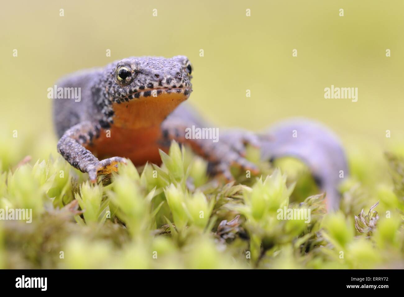 Tritoni alpini immagini e fotografie stock ad alta risoluzione - Alamy