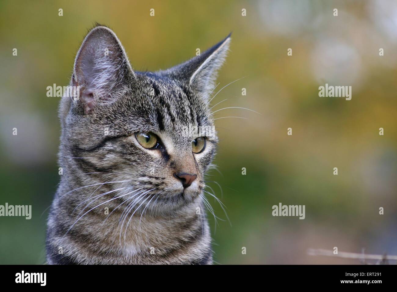 Testa gatto immagini e fotografie stock ad alta risoluzione - Alamy