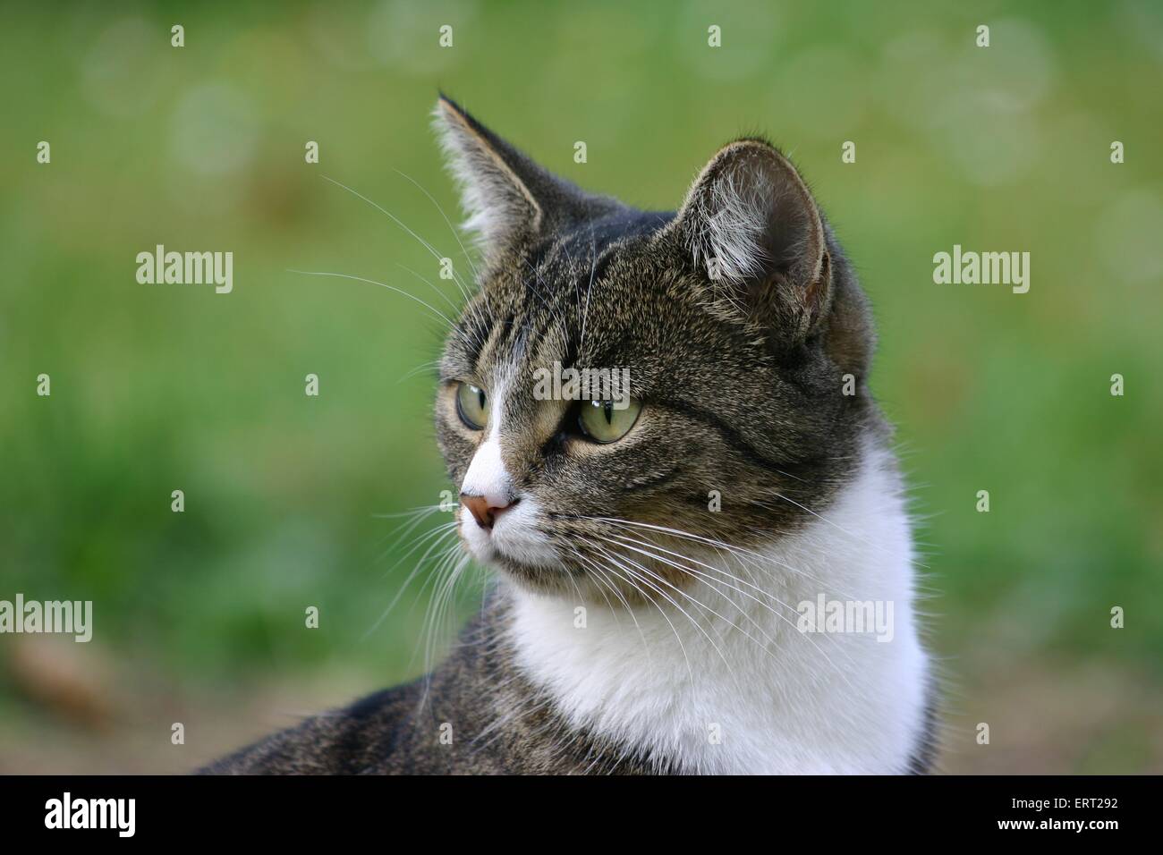 Testa gatto immagini e fotografie stock ad alta risoluzione - Alamy