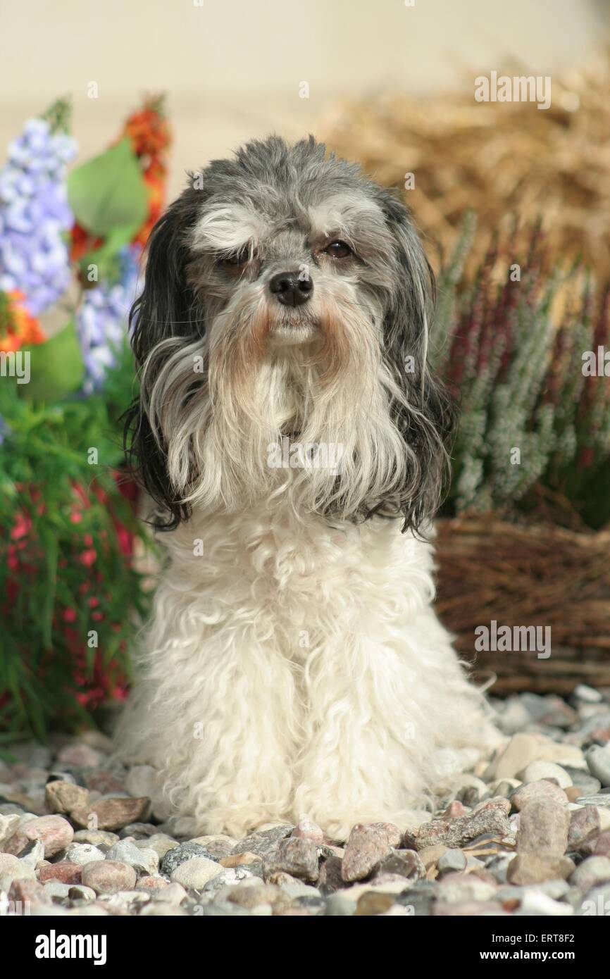 Leone petit chien immagini e fotografie stock ad alta risoluzione - Alamy