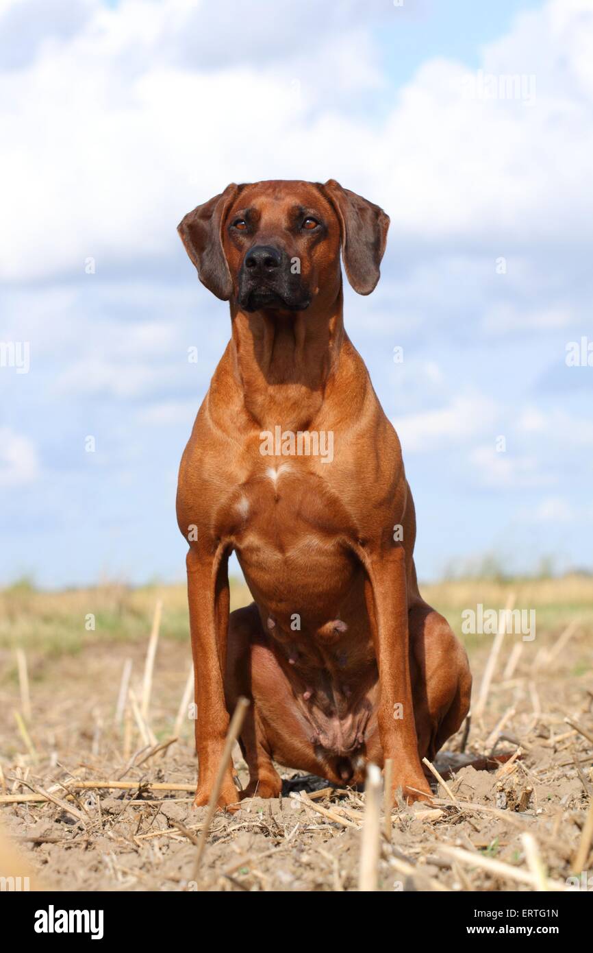 Rhodesian ridgeback immagini e fotografie stock ad alta risoluzione - Alamy