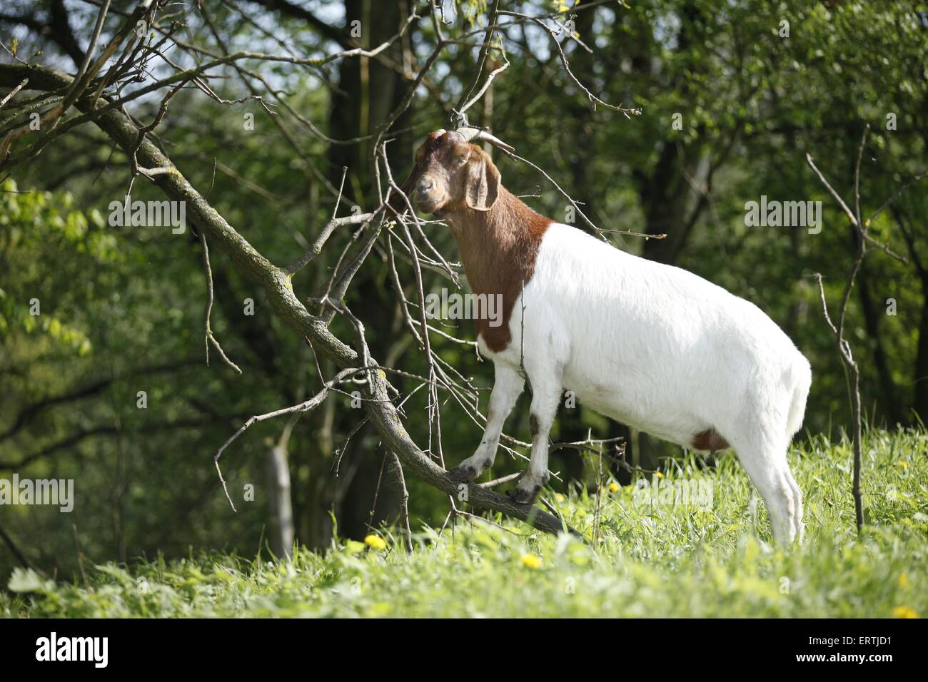 Capra dalle lunghe orecchie immagini e fotografie stock ad alta ...