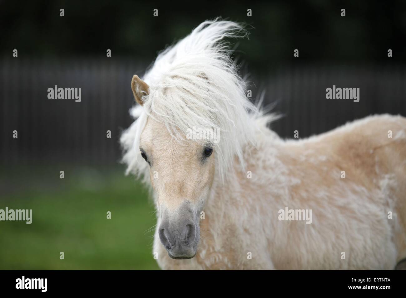 Mini pony immagini e fotografie stock ad alta risoluzione - Alamy