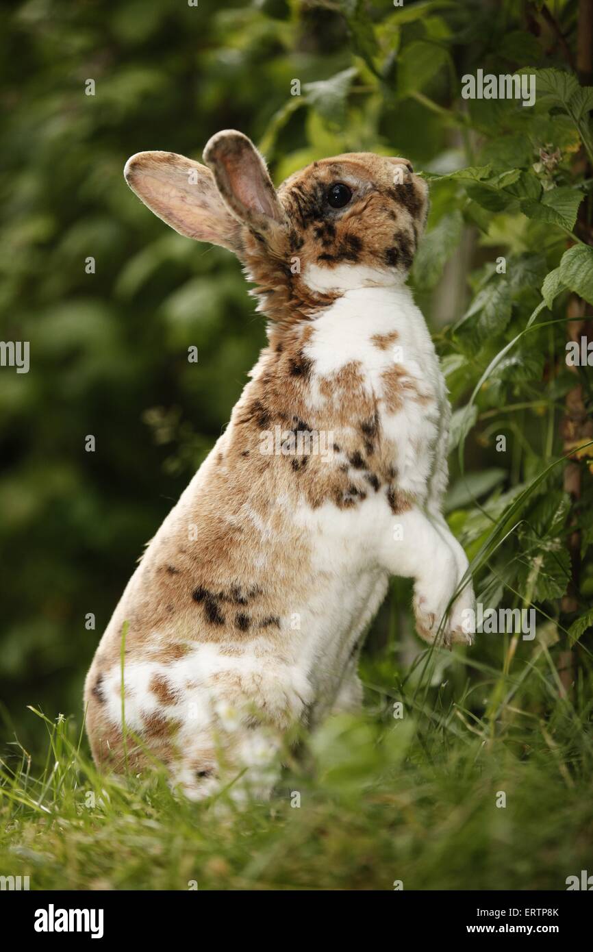 Gambe di coniglio immagini e fotografie stock ad alta risoluzione - Alamy