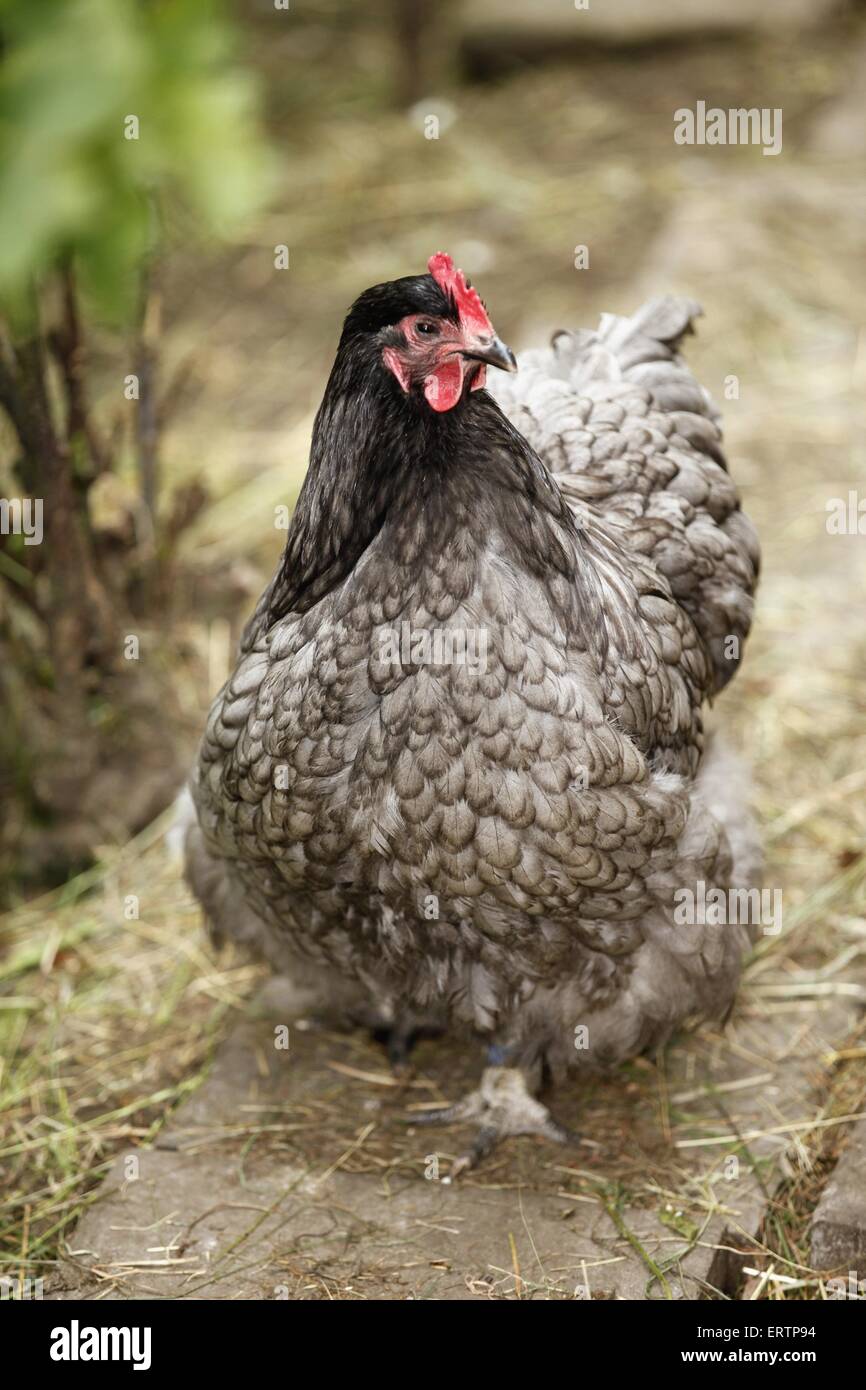 Orpington chicken immagini e fotografie stock ad alta risoluzione - Alamy