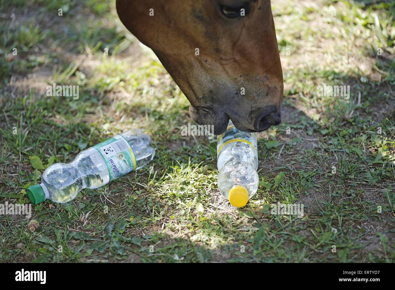Curioso puledro immagini e fotografie stock ad alta risoluzione - Alamy