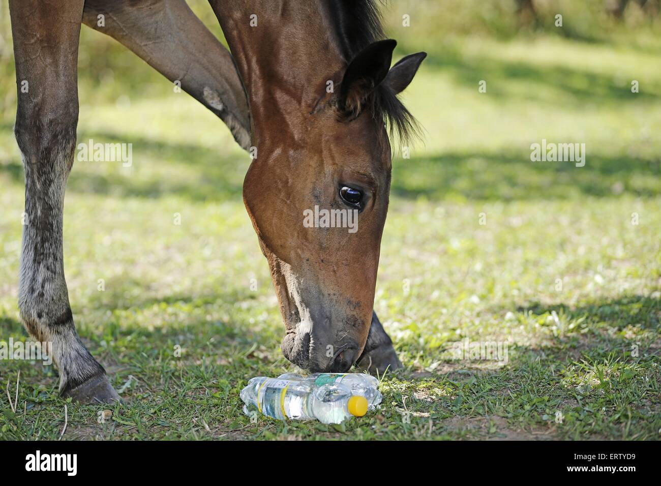 Curioso puledro immagini e fotografie stock ad alta risoluzione - Alamy