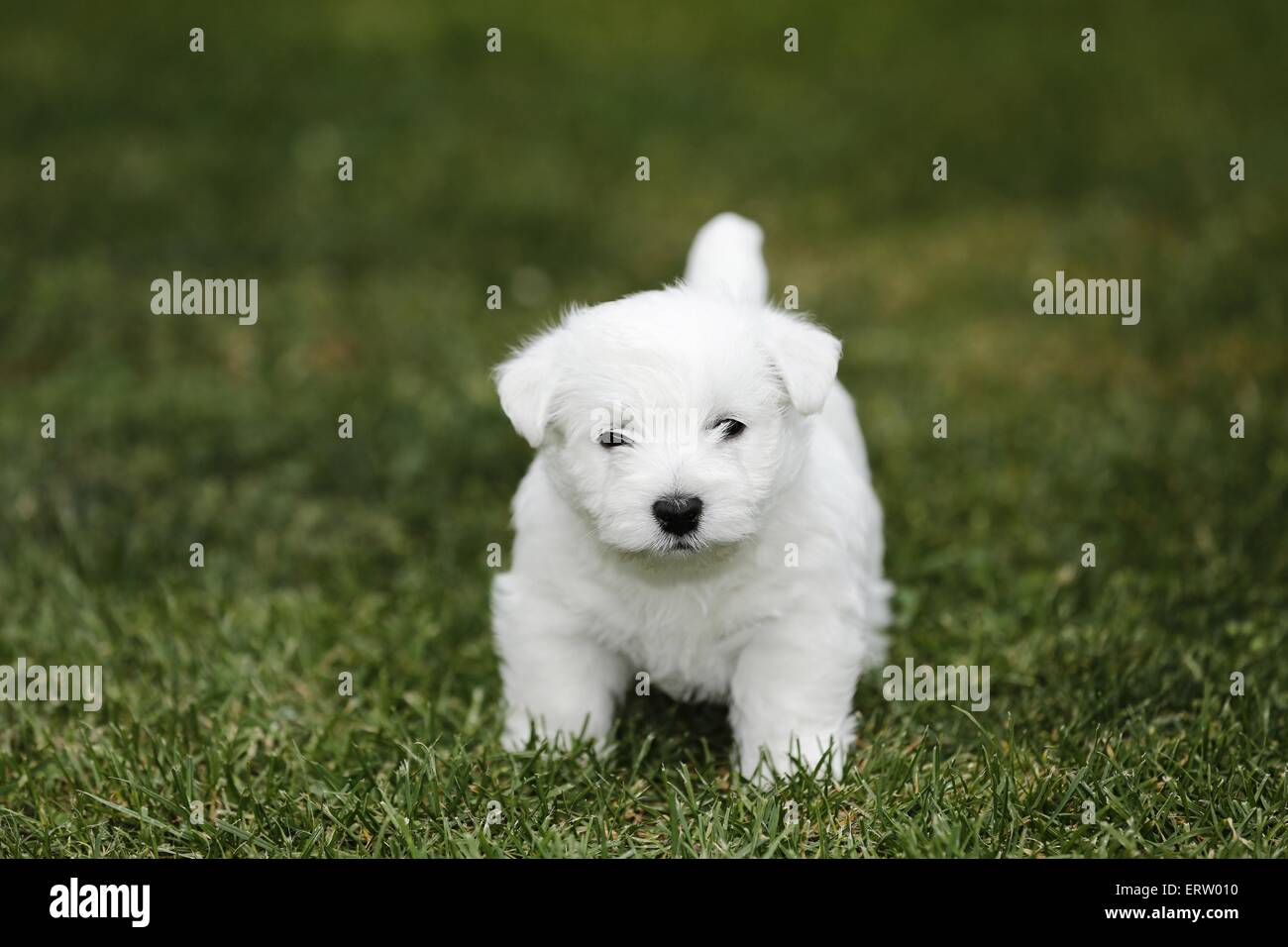 Cucciolo di cane westie immagini e fotografie stock ad alta risoluzione ...