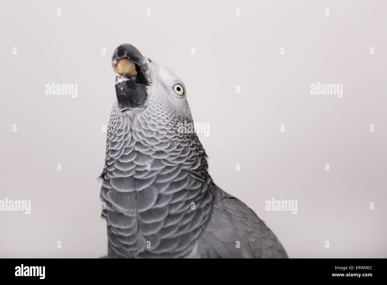 Testa di pappagallo grigio immagini e fotografie stock ad alta ...
