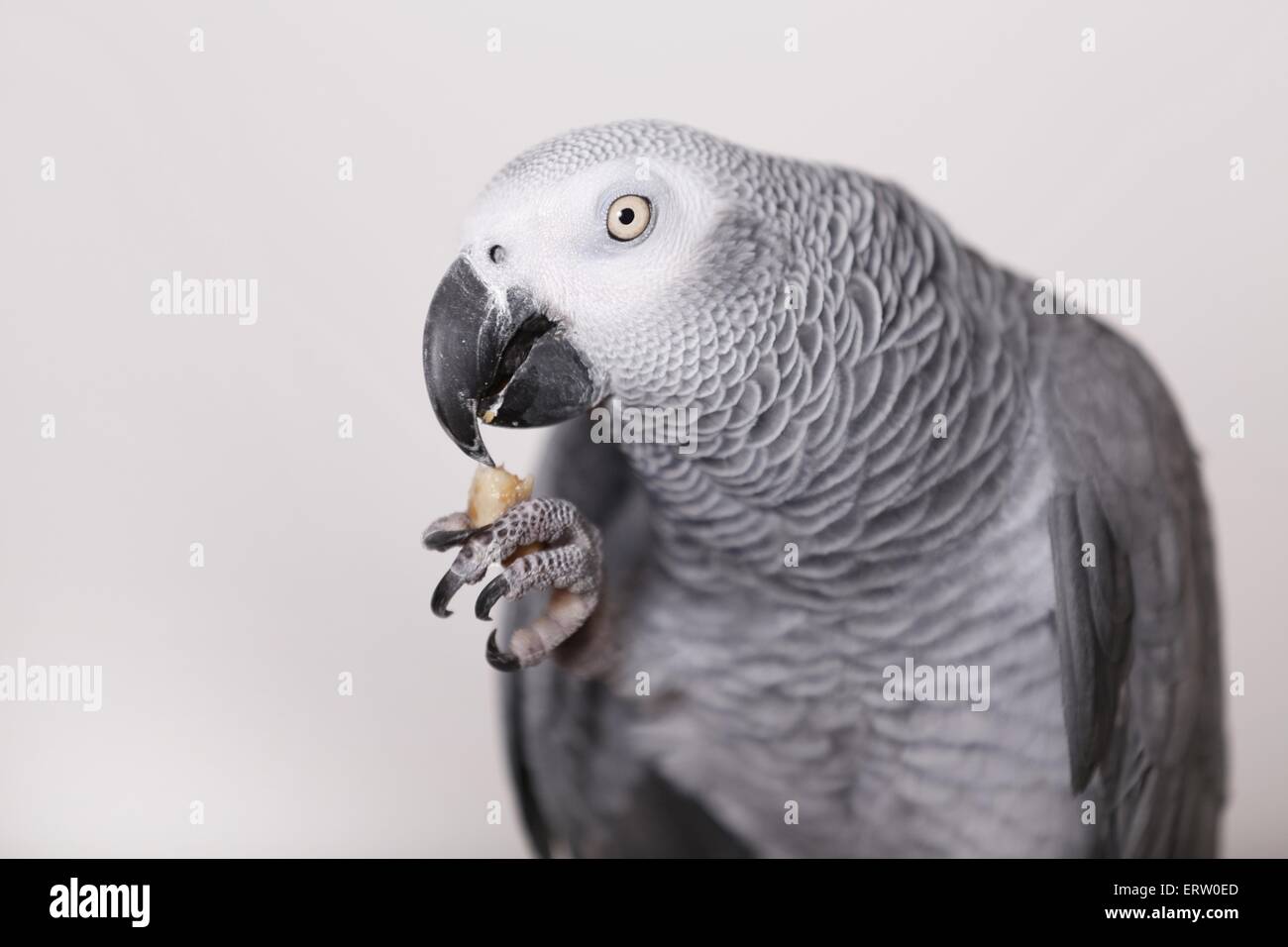 Testa di pappagallo grigio immagini e fotografie stock ad alta ...