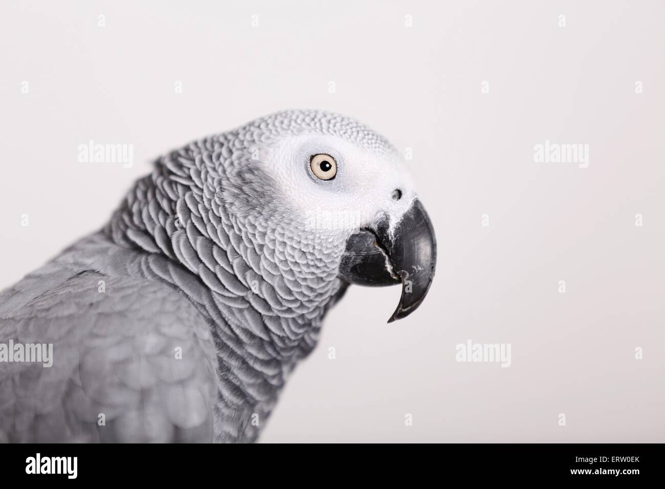 Pappagallo adulto immagini e fotografie stock ad alta risoluzione - Alamy