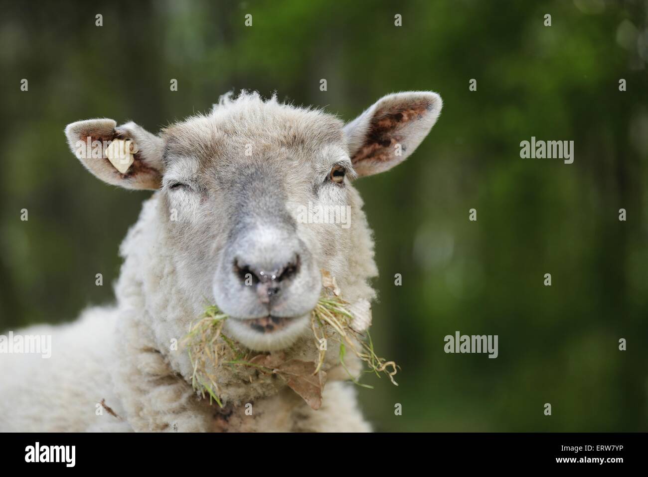 Pecore divertenti immagini e fotografie stock ad alta risoluzione - Alamy