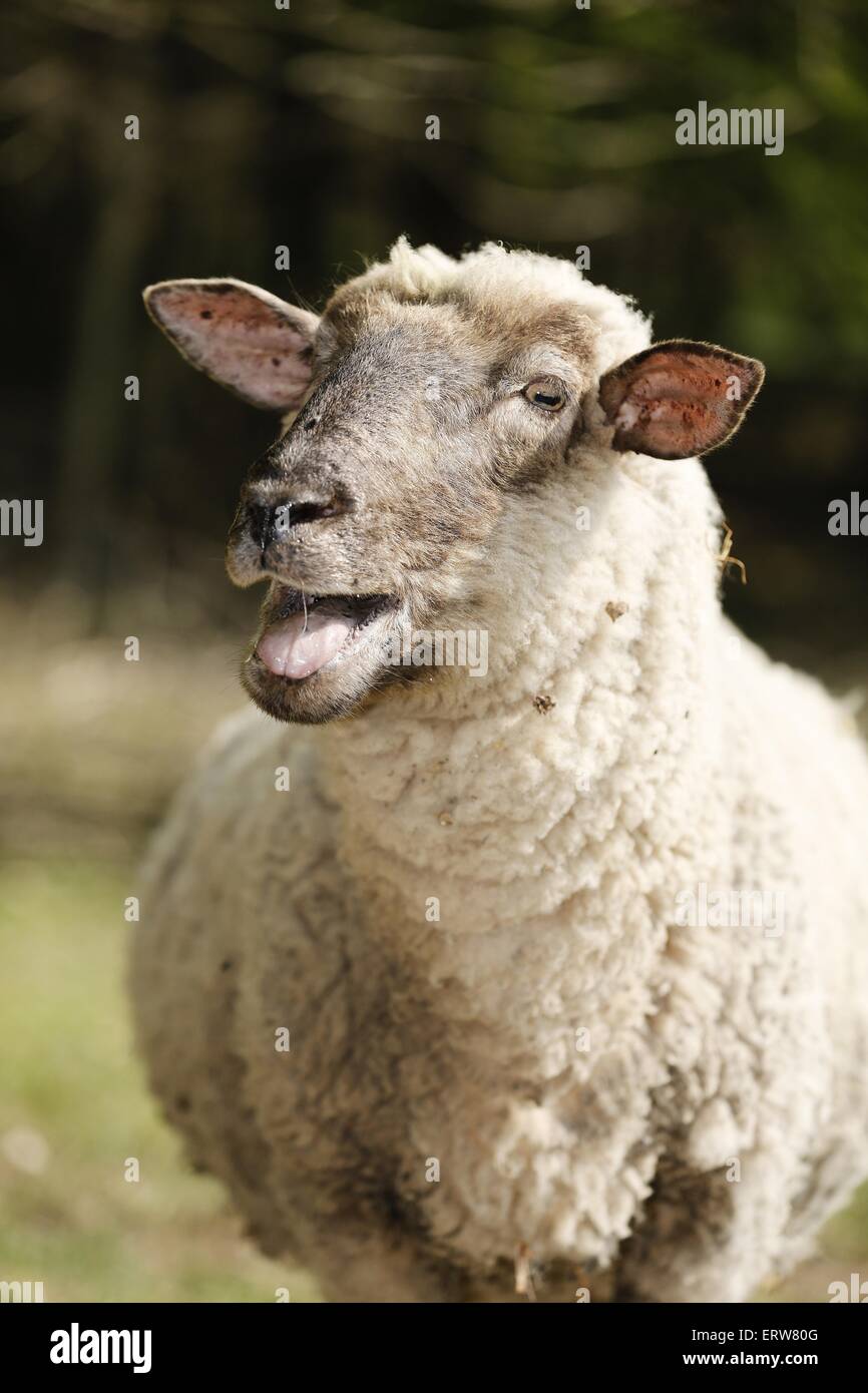 Comportamento delle pecore immagini e fotografie stock ad alta ...