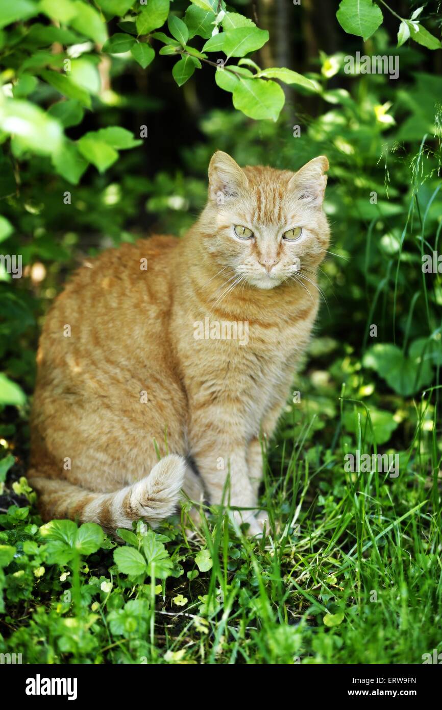 Gatto soriano rosso immagini e fotografie stock ad alta risoluzione - Alamy