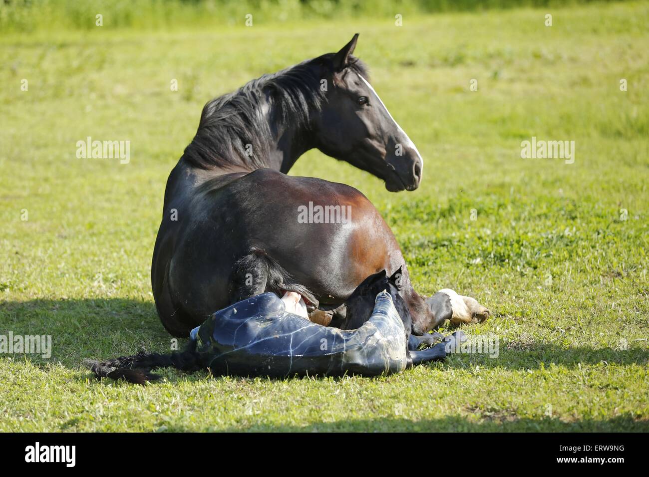 Un puledro immagini e fotografie stock ad alta risoluzione - Alamy