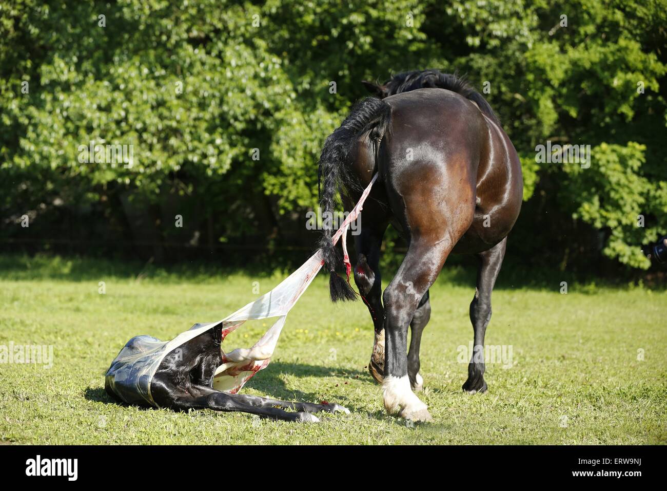 Un puledro immagini e fotografie stock ad alta risoluzione - Alamy