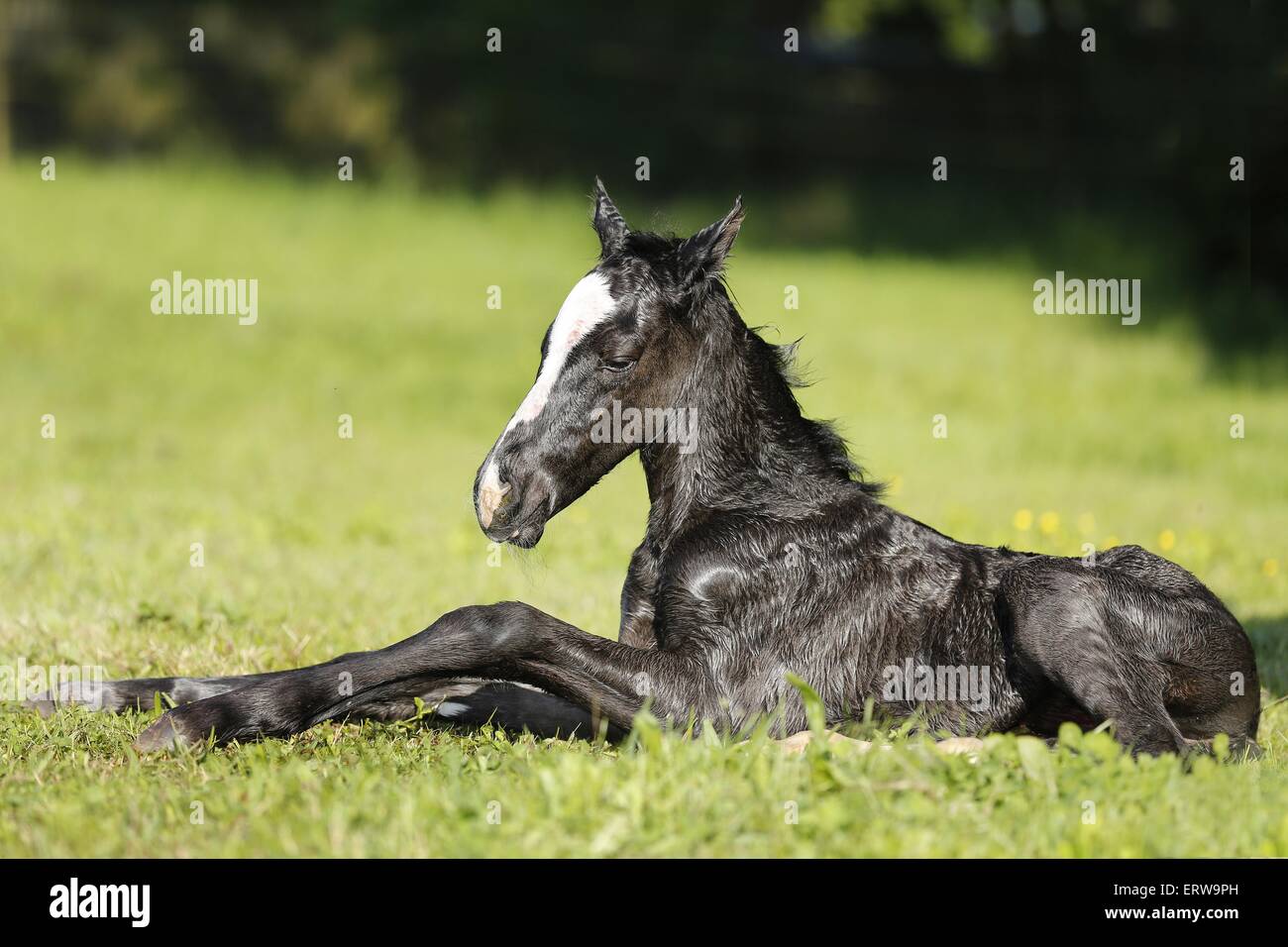 Cavalla e puledro appena nato immagini e fotografie stock ad alta ...